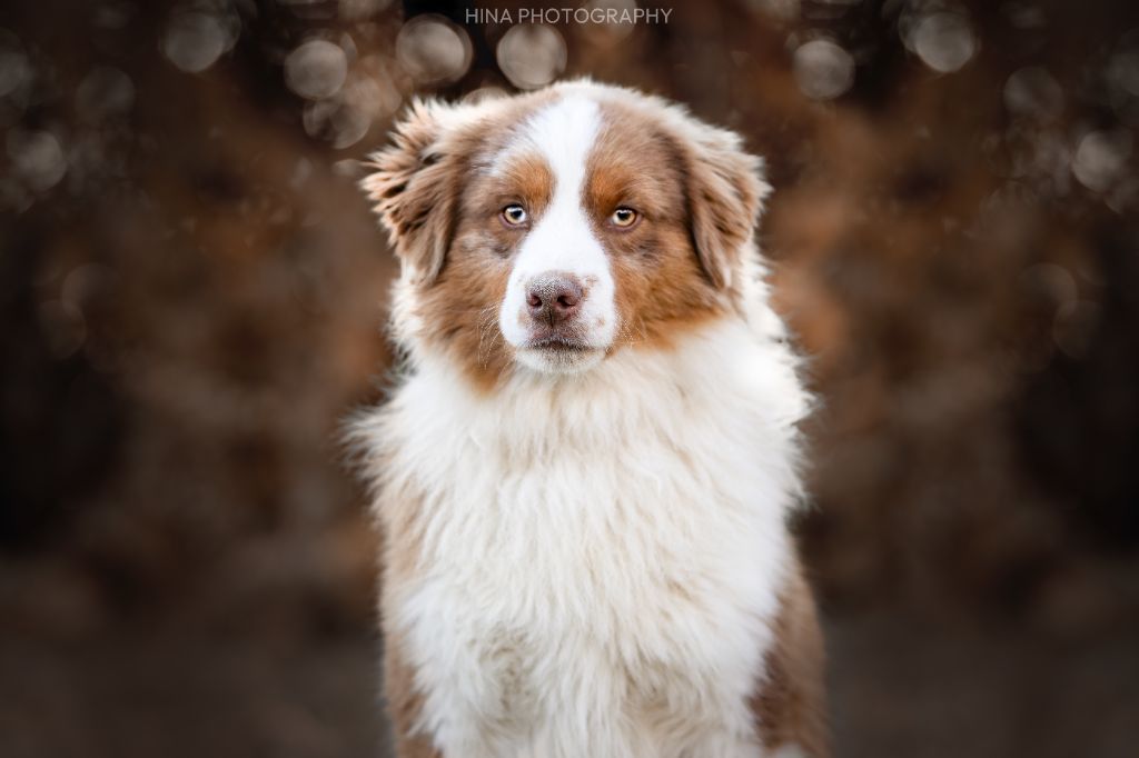 Accueil - Elevage du royaume des galopins - eleveur de chiens Mini ...